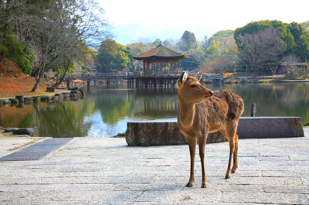 Nara 1 Day Tour (8 hours) - Japan Land Service
