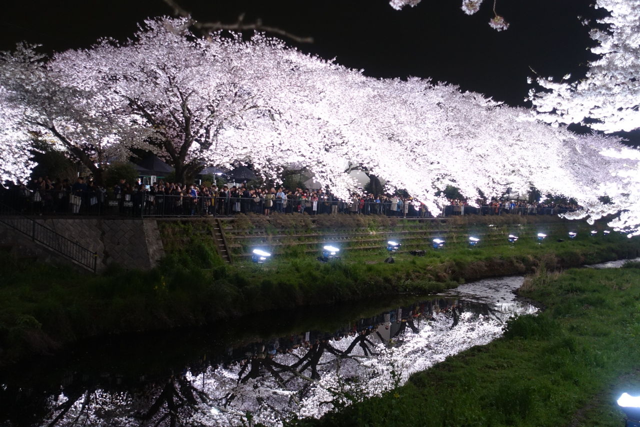 Cherry Blossom Tour (Hanami) in popular tourist spots! - Japan Land Service