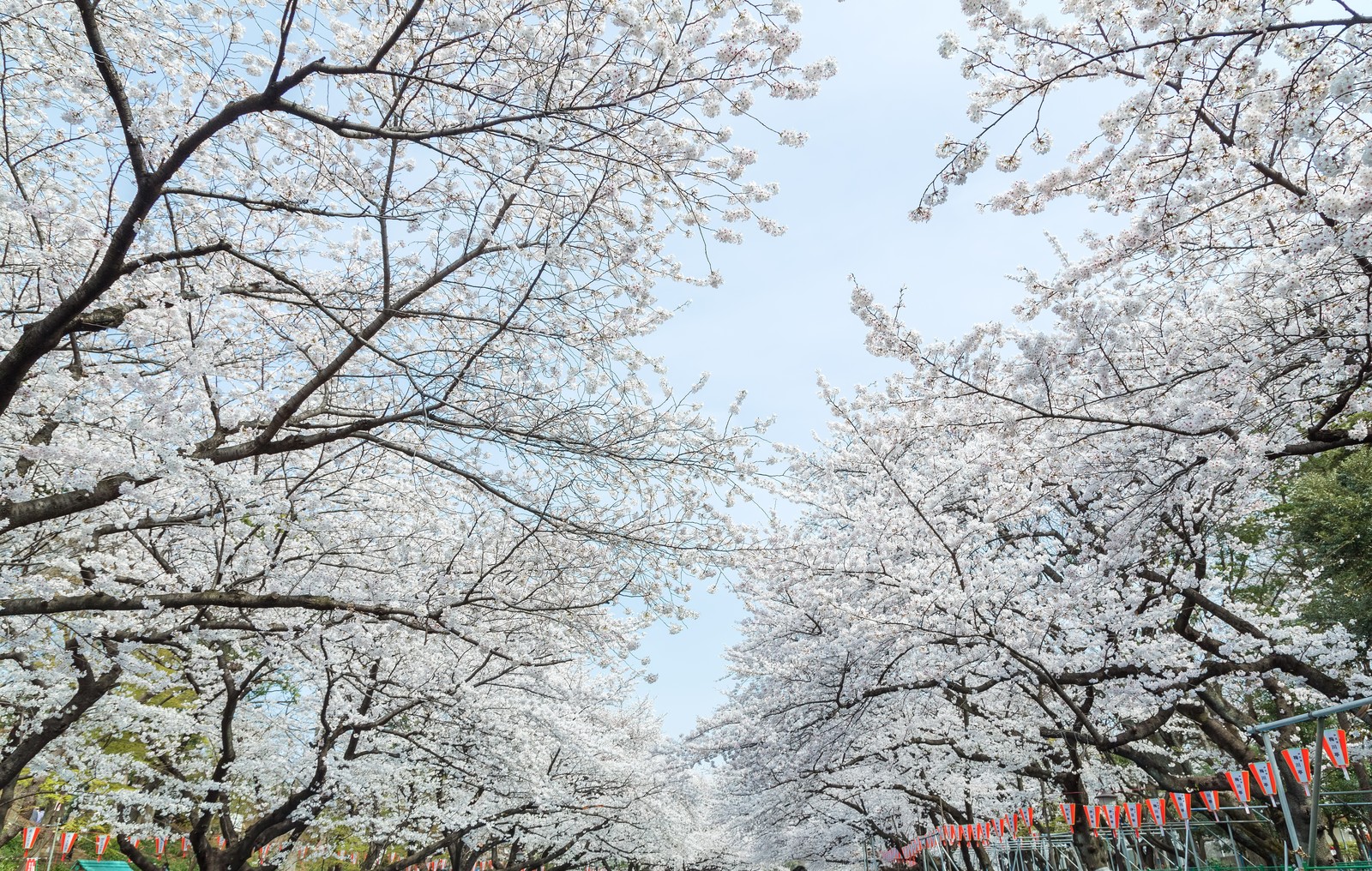 Cherry Blossom Tour (Hanami) in popular tourist spots! - Japan Land Service
