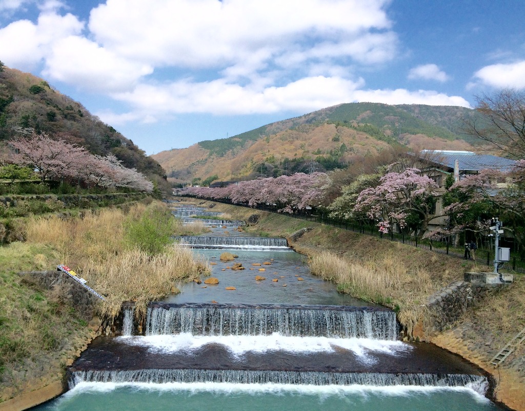 Let’s have the ultimate cherry blossom experience! - Fuji and Hakone ...